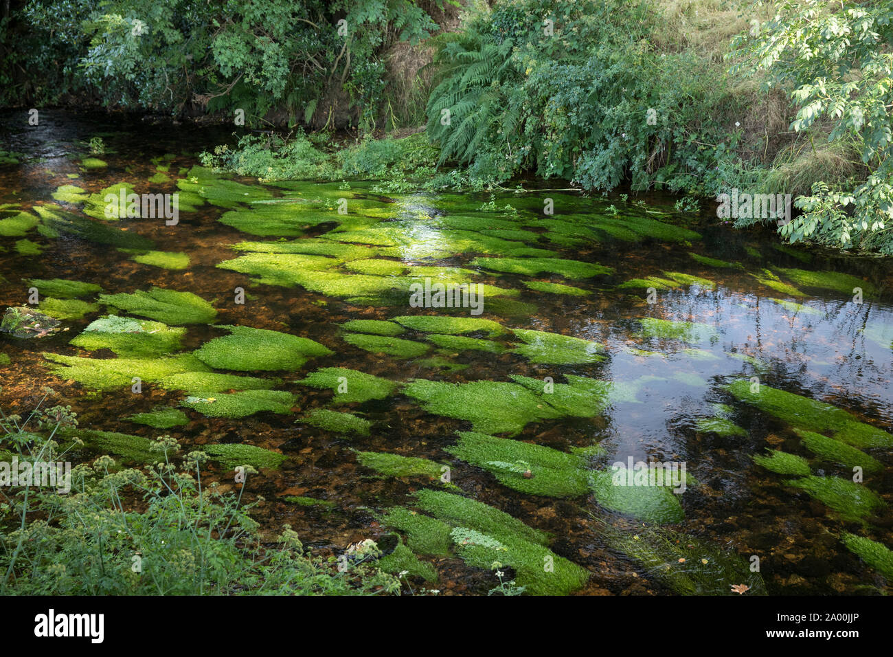 River looking clean, healthy and unpolluted - the River Teign at ...