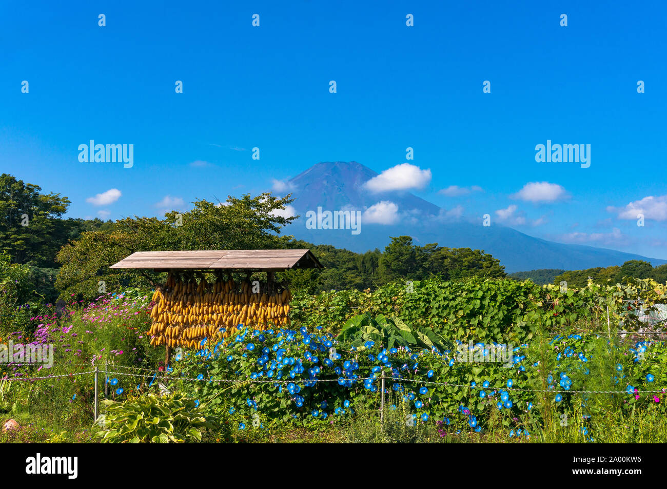 Corn drying rack with Mount Fuji on the background. Japanese rural ...
