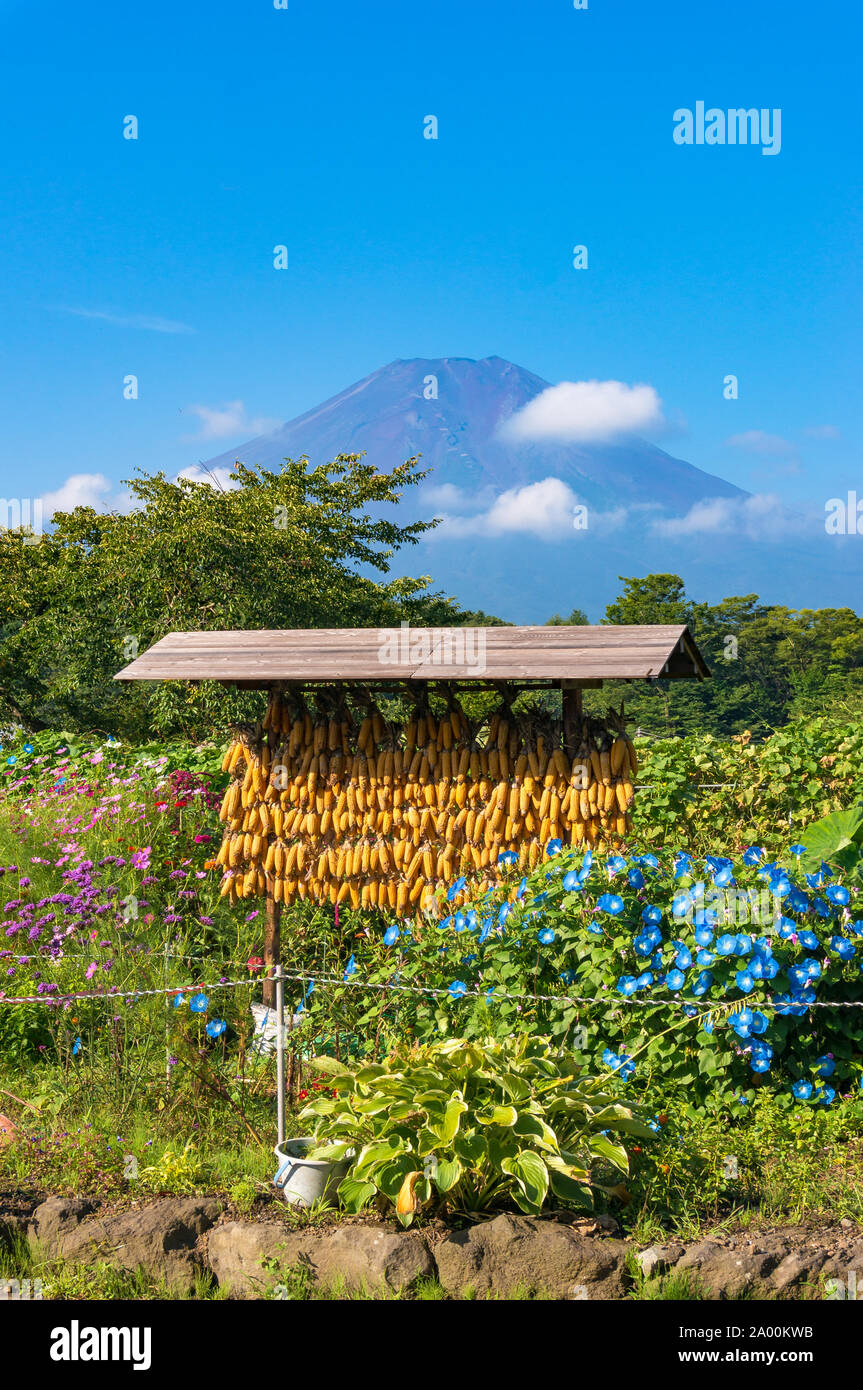 Corn drying rack with Mount Fuji on the background. Japanese rural ...
