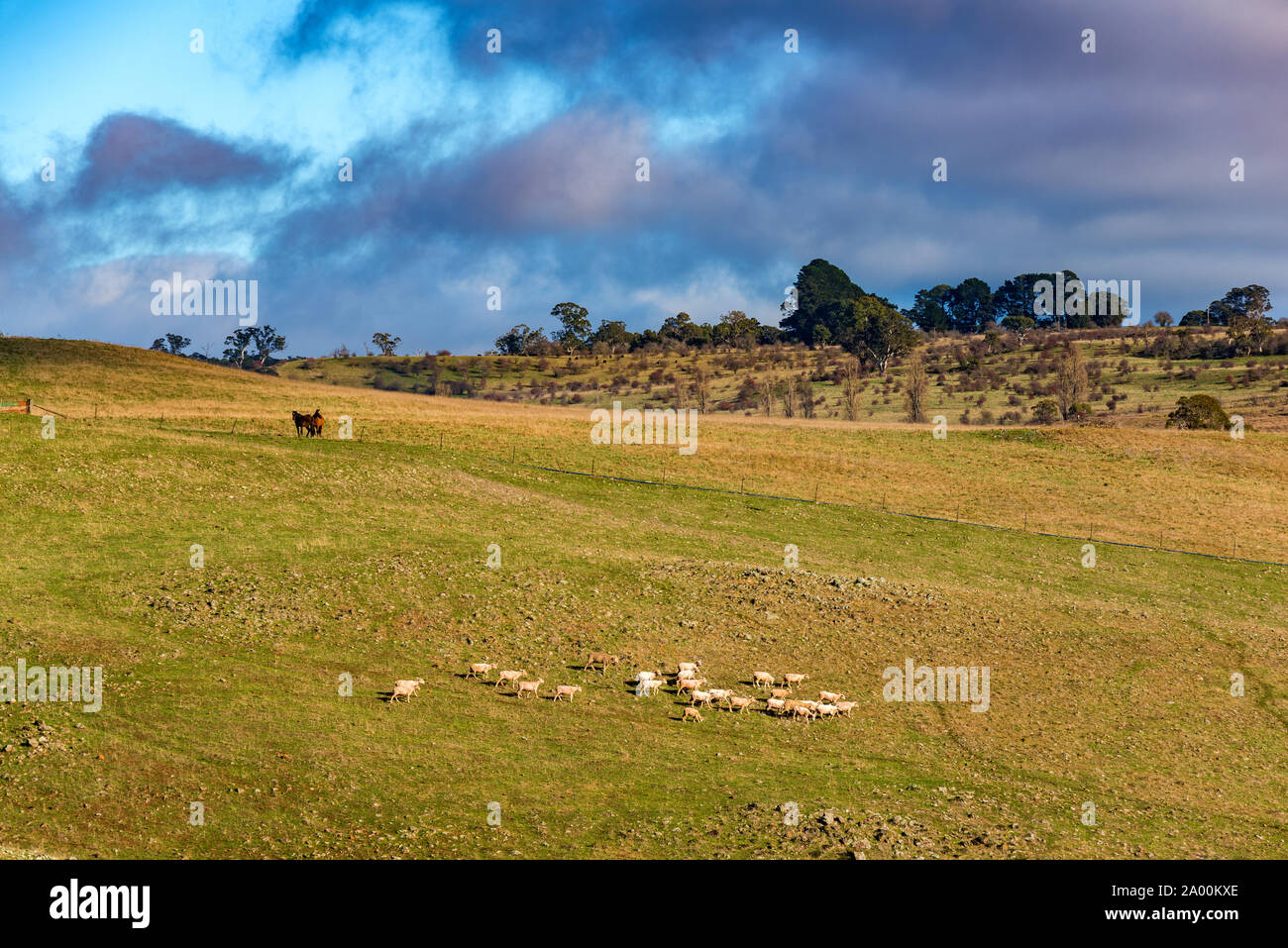Paddock sheep hi-res stock photography and images - Alamy