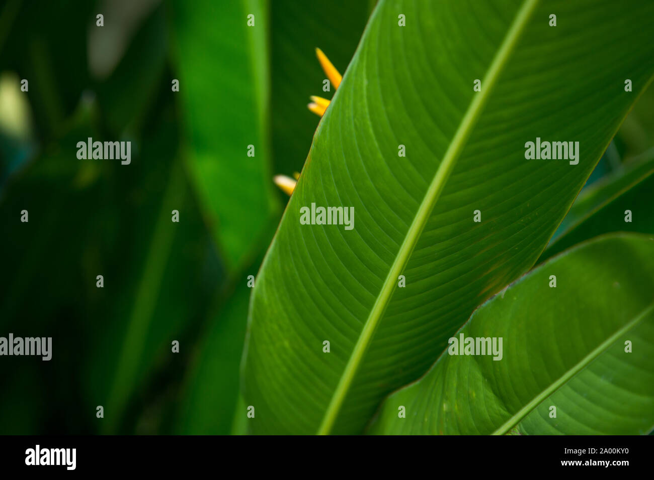 Texture of bright green tropical leaves. Summer vegetative background ...