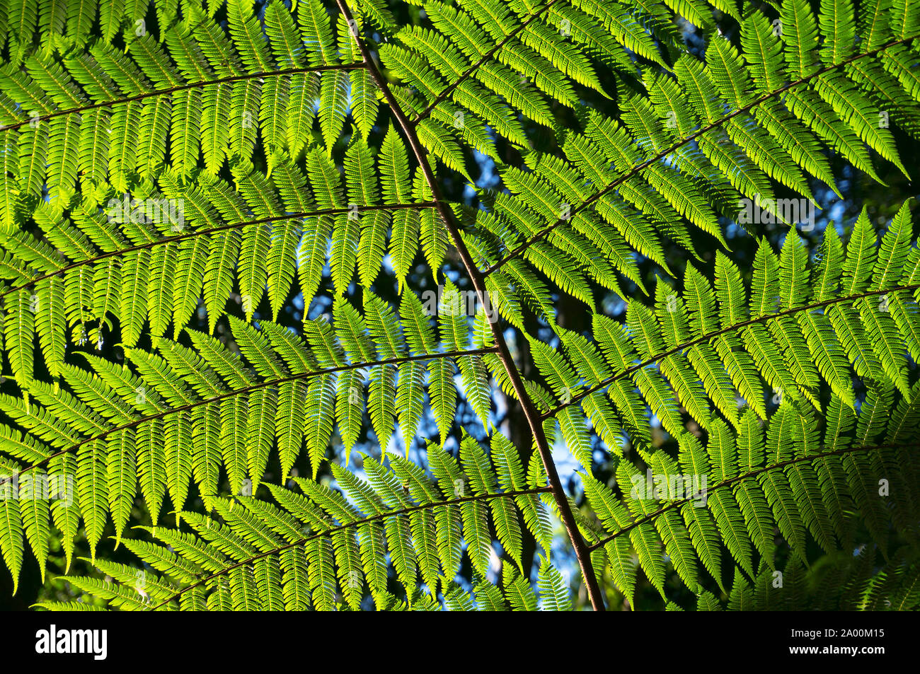 Fern leaf texture hi-res stock photography and images - Alamy