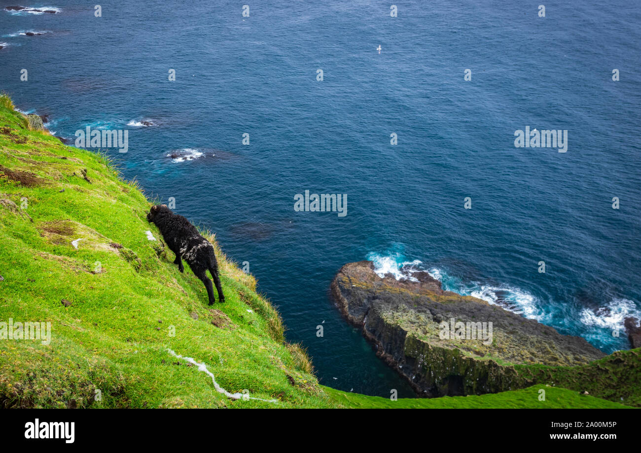Sheep on cliff top hi-res stock photography and images - Alamy