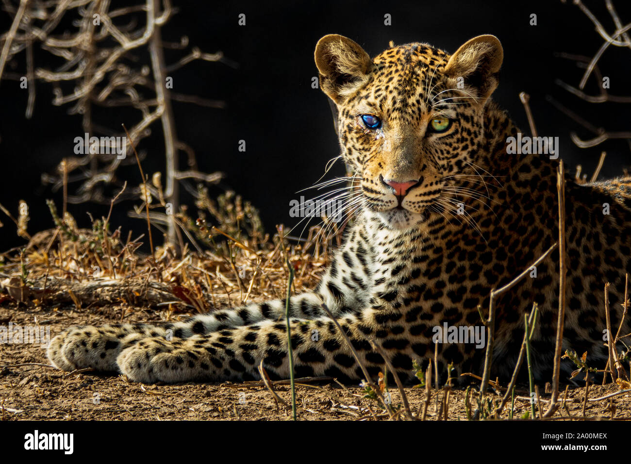 Spectacular Leopard with injured blind eye on the ground Stock Photo ...