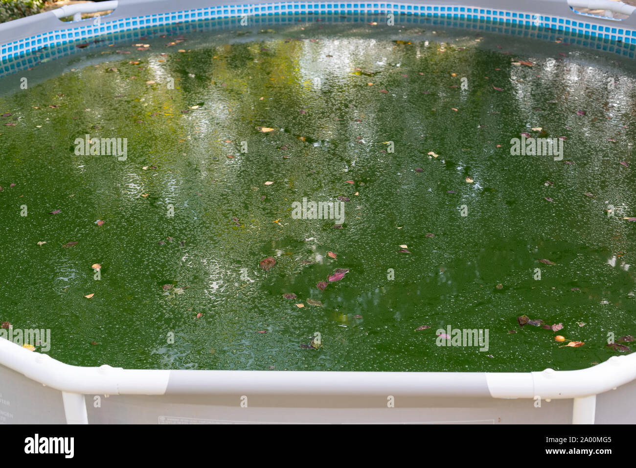 Dirty water in an abandoned inflatable swimming pool Stock Photo - Alamy