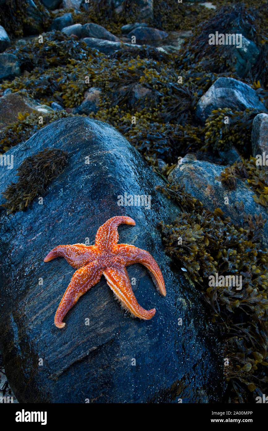 Estrella de mar (Seafish). Playa Dail Beag Beach. Lewis Island. Outer ...
