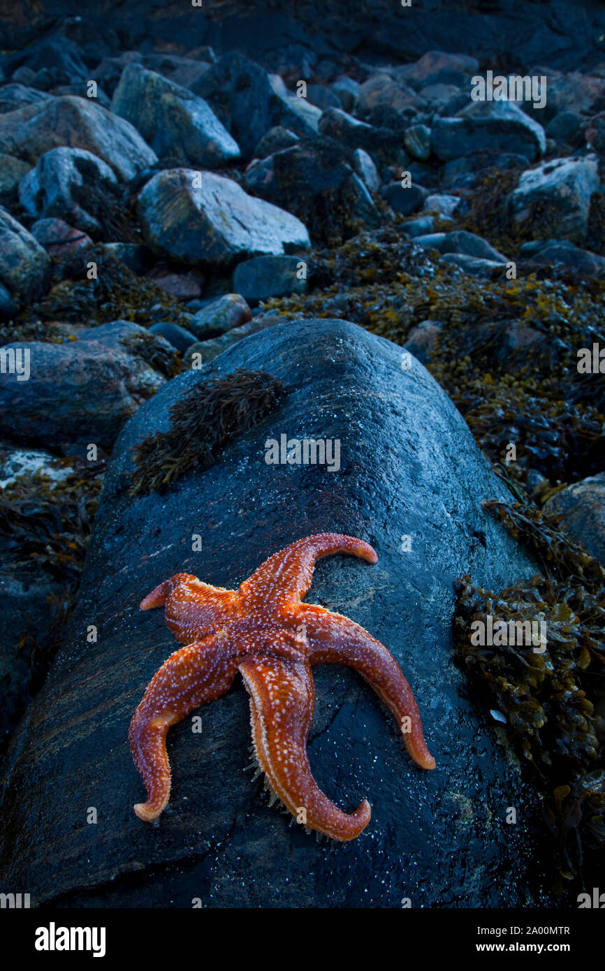 Estrella de mar (Seafish). Playa Dail Beag Beach. Lewis Island. Outer ...