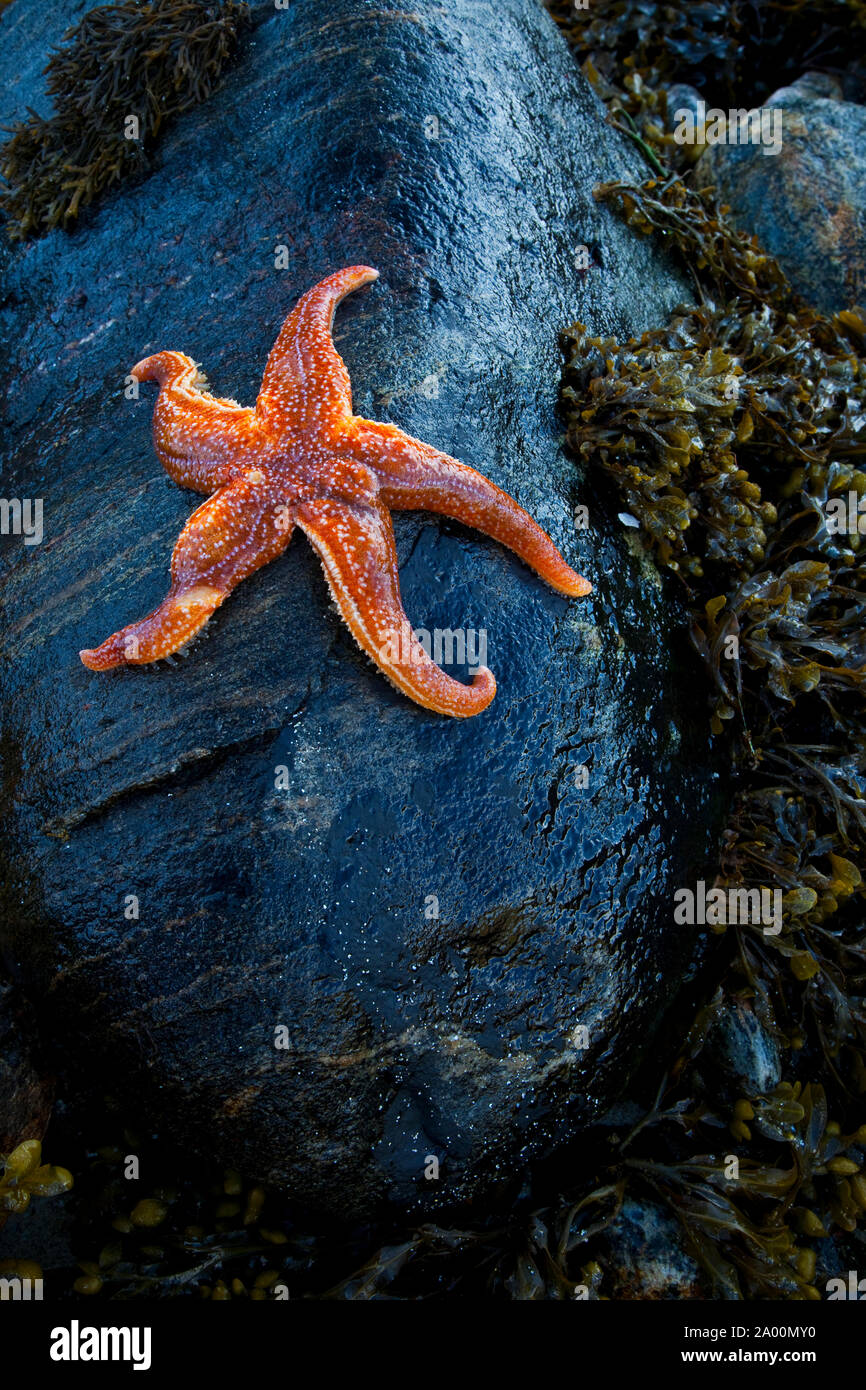 Estrella de mar (Seafish). Playa Dail Beag Beach. Lewis Island. Outer ...