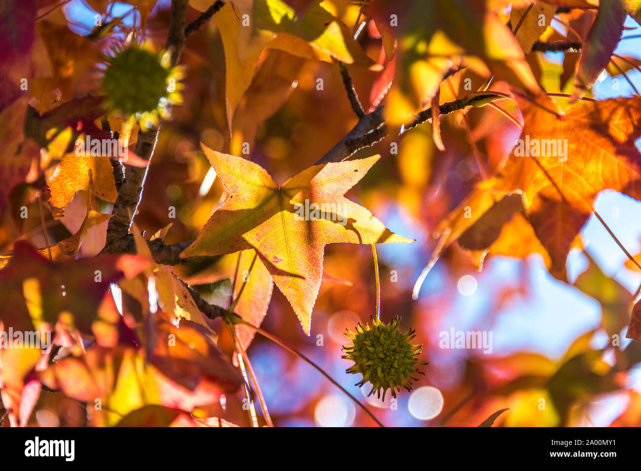 Red maple leaves background Stock Photo - Alamy