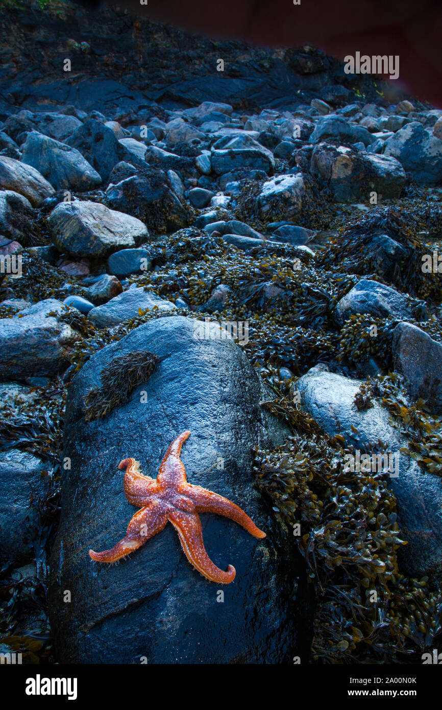 Estrella de mar (Seafish). Playa Dail Beag Beach. Lewis Island. Outer ...