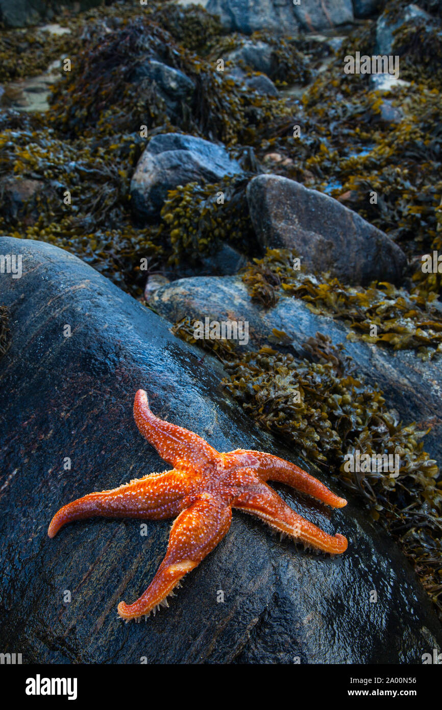 Estrella de mar (Seafish). Playa Dail Beag Beach. Lewis Island. Outer ...