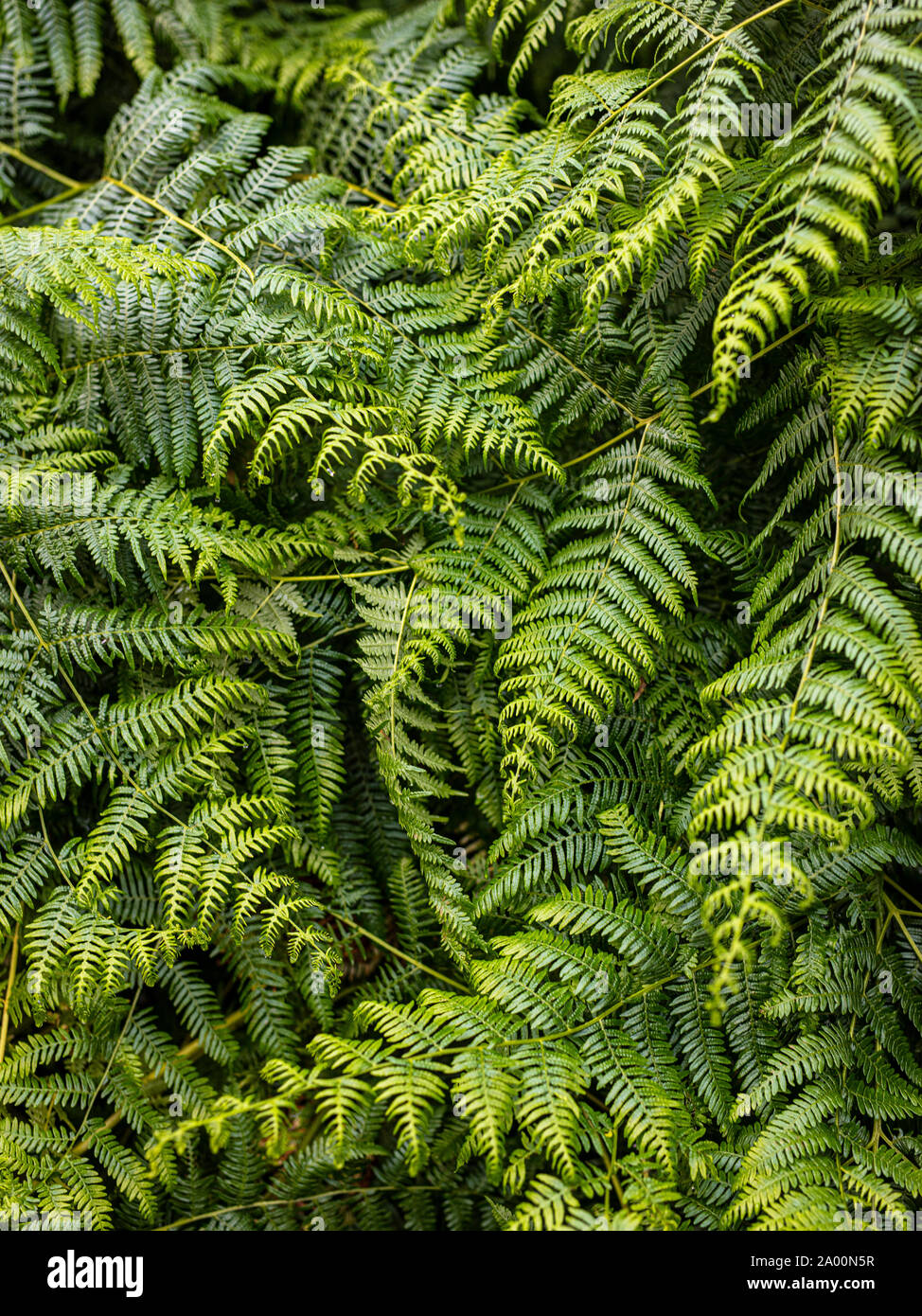 Scotland scottish highlands fern ferns green hi-res stock photography ...