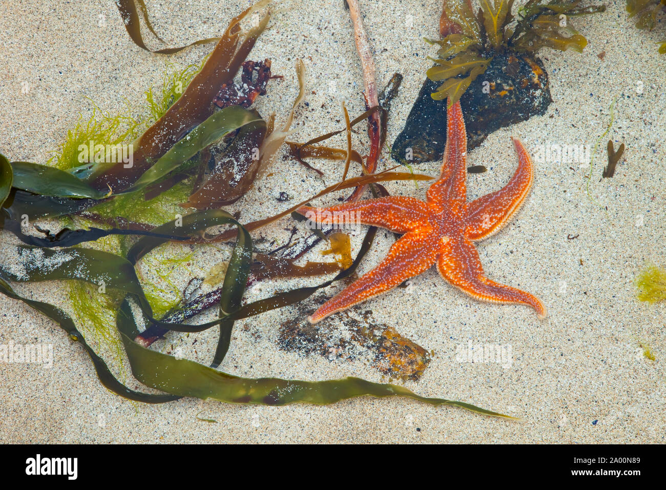 Estrella de mar (Seafish). Playa Dail Beag Beach. Lewis Island. Outer ...