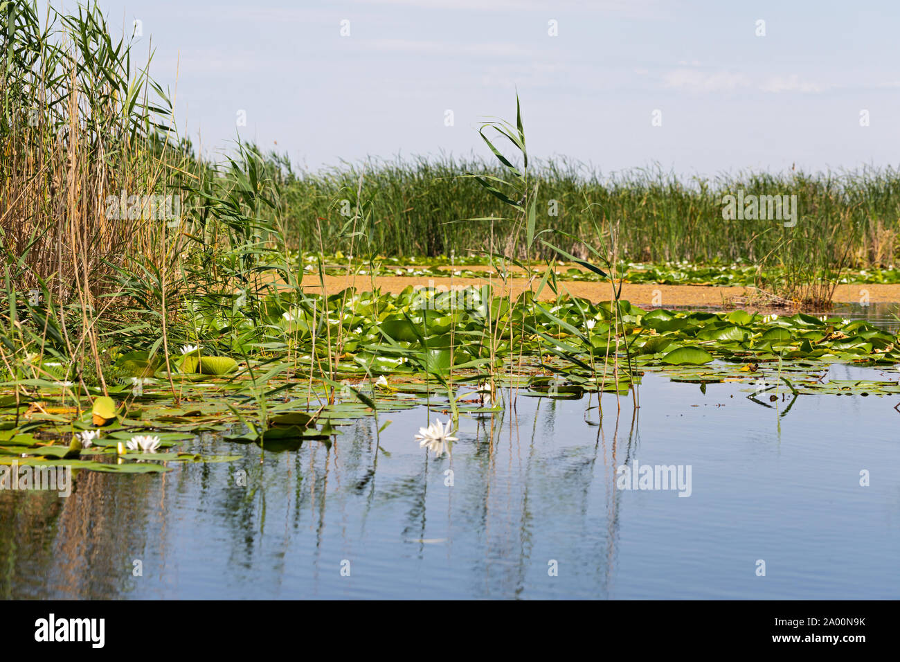 Picture of the biosphere of the Danube Delta in Romania, protected ...