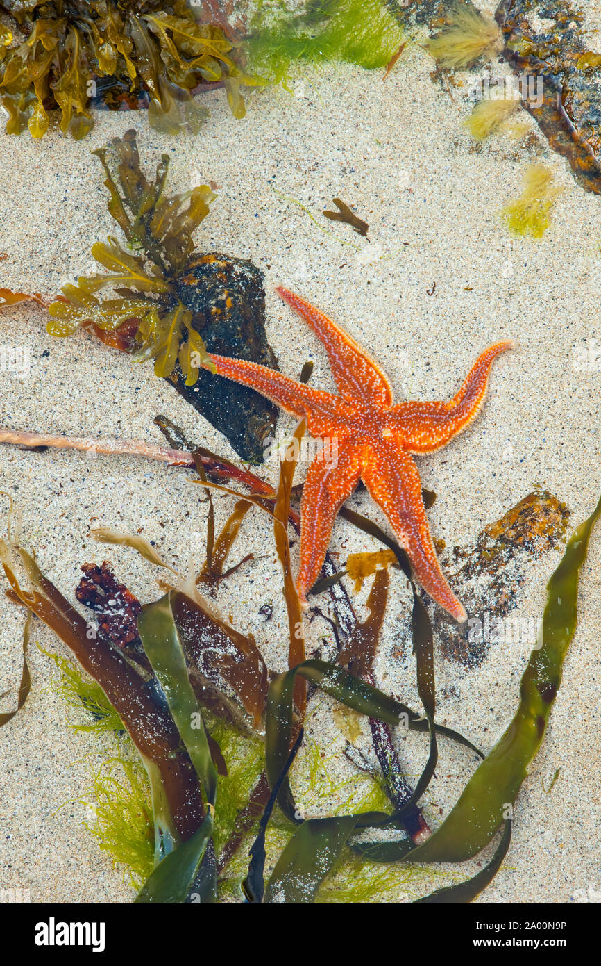 Estrella de mar (Seafish). Playa Dail Beag Beach. Lewis Island. Outer ...