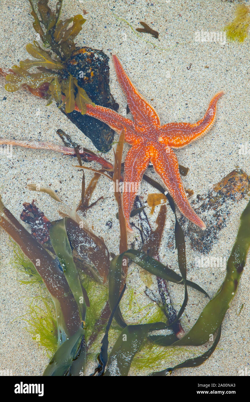 Estrella de mar (Seafish). Playa Dail Beag Beach. Lewis Island. Outer ...