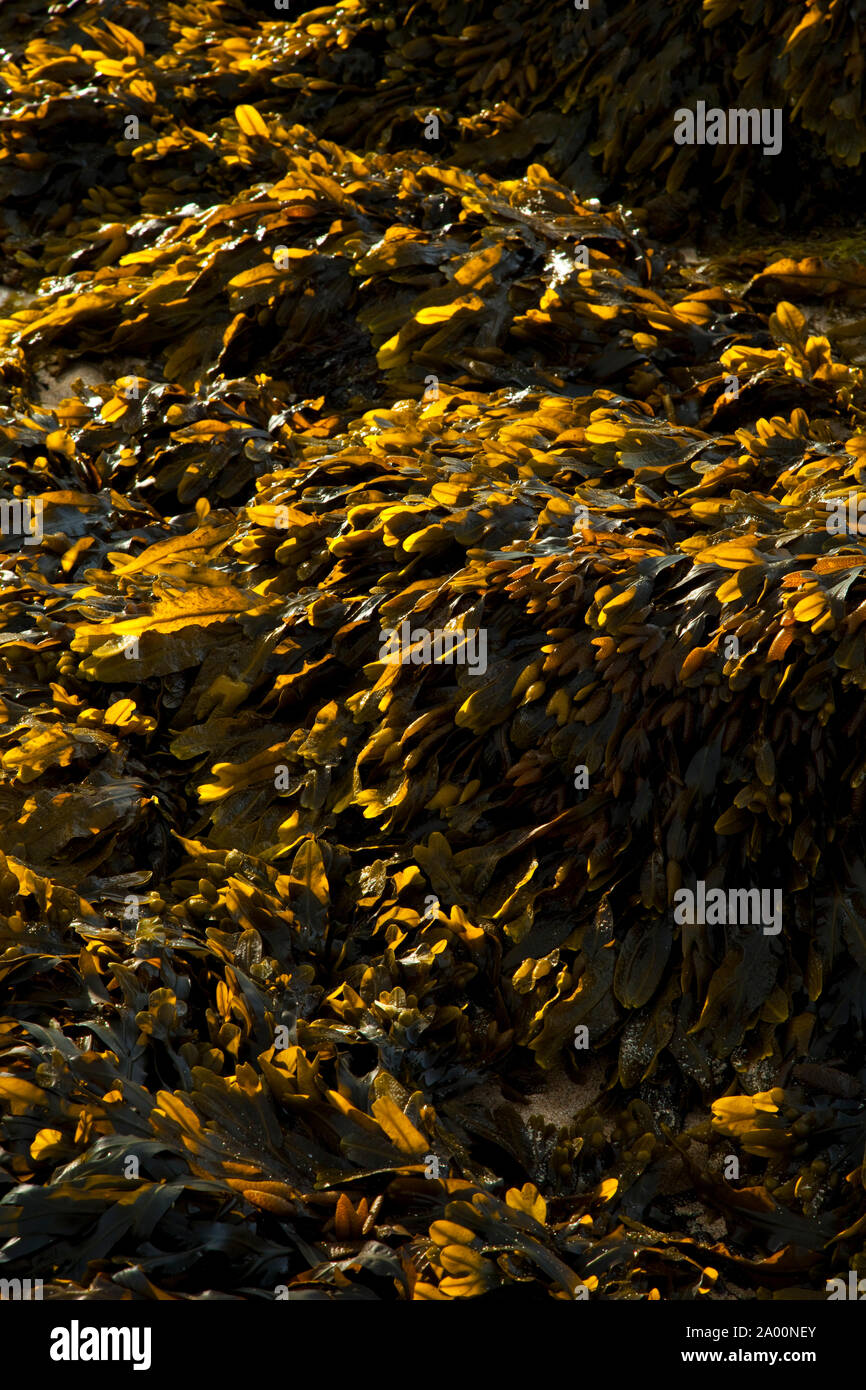 Zona intermareal hi-res stock photography and images - Alamy