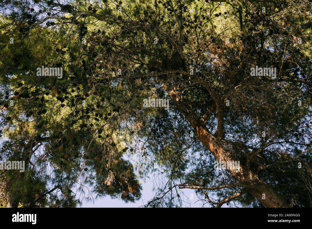 pine trees forest, beautiful natural background. bottom view Stock ...