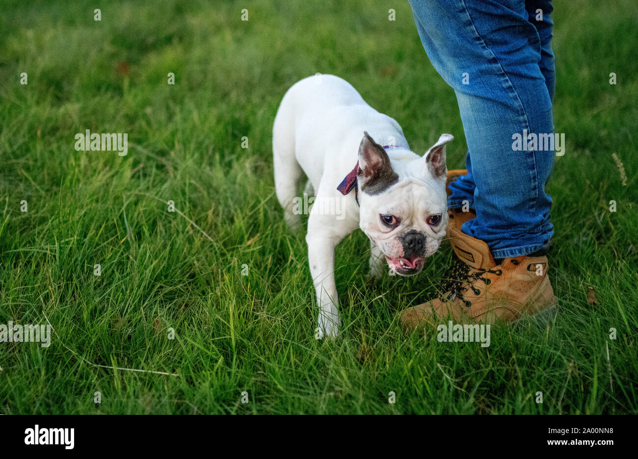 Bulldog around it's owners legs Stock Photo - Alamy