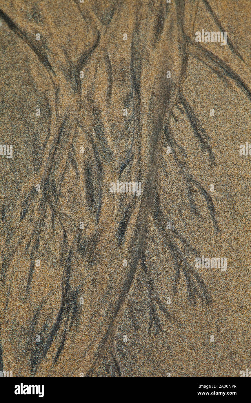 Diseños de arena (Sand Patterns). Playa Dail Beag Beach. Lewis Island ...