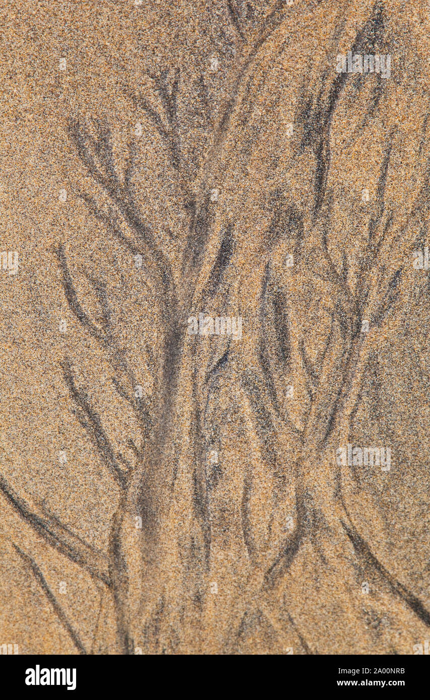 Diseños de arena (Sand Patterns). Playa Dail Beag Beach. Lewis Island ...