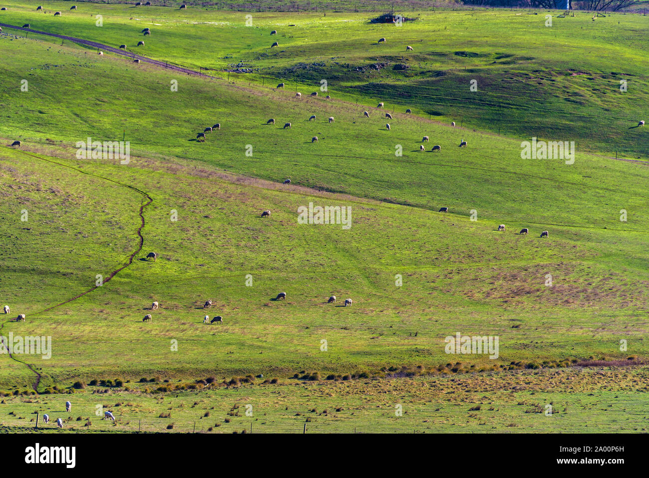 Farm animals aerial view hi-res stock photography and images - Alamy