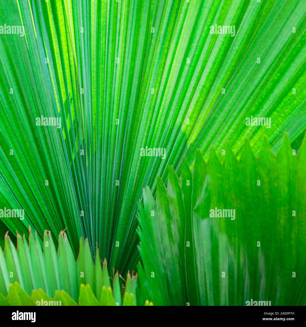 Texture of bright green tropical leaves. Summer vegetative background ...