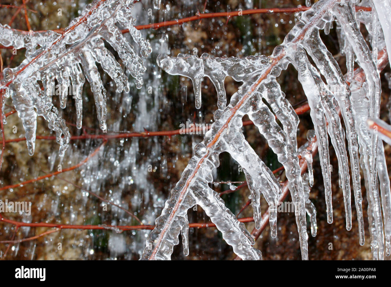 Icicles on a tree branch Stock Photo - Alamy