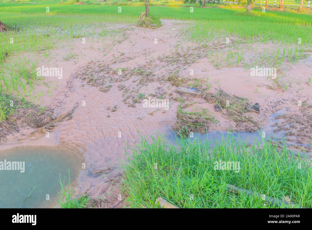 The ridge of paddy rice field break, damage from water flood, rainstorm ...