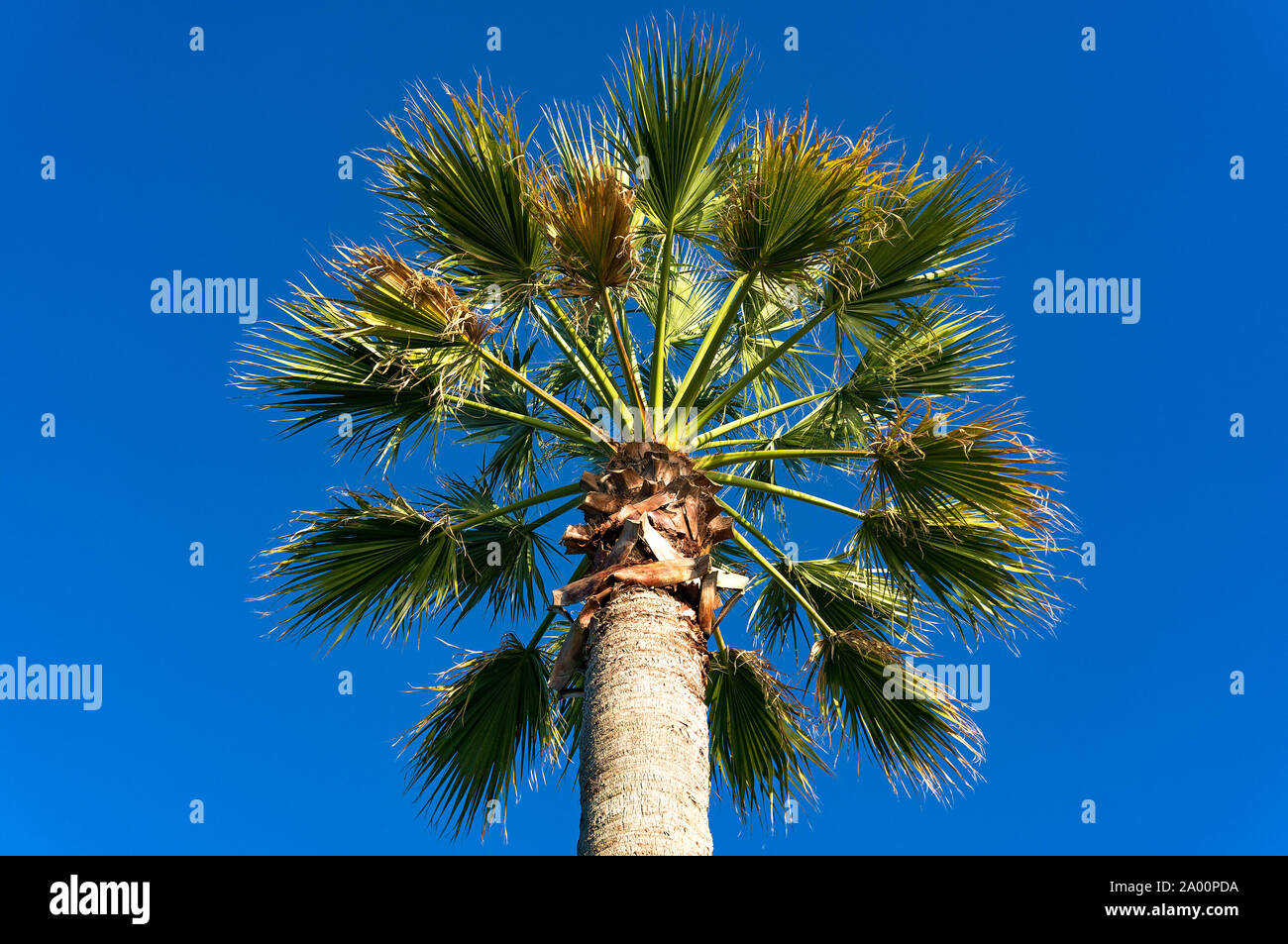 Palm tree crown hi-res stock photography and images - Alamy
