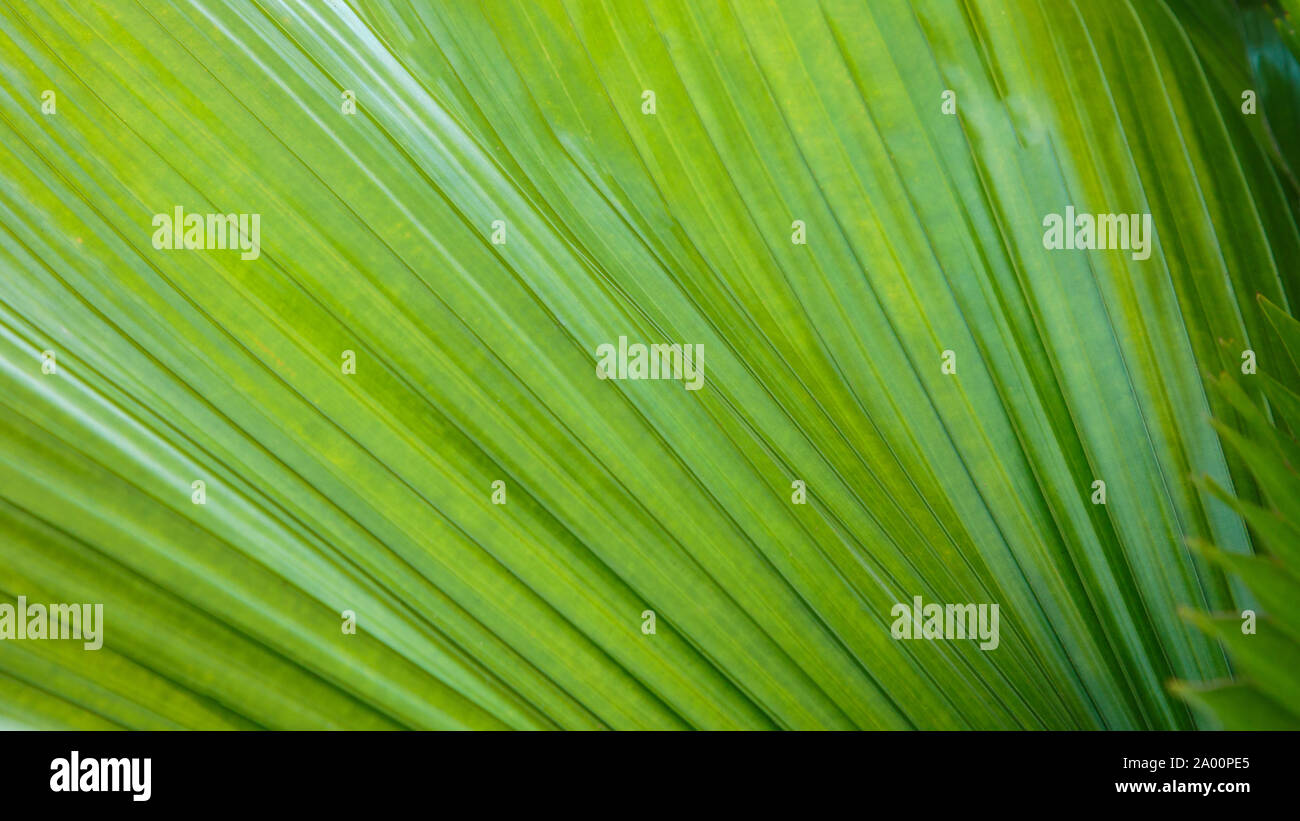 Texture of bright green tropical leaves. Summer vegetative background ...