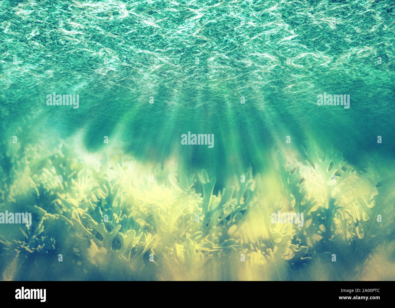 Corals or seaweed, abstract underwater background design Stock Photo ...