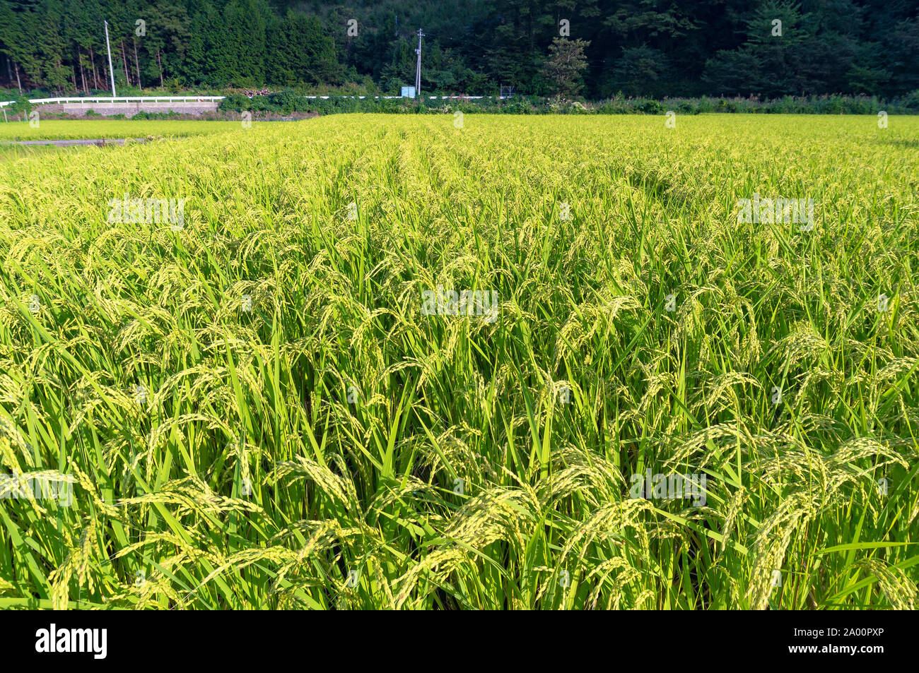 Japanese rice field hi-res stock photography and images - Alamy