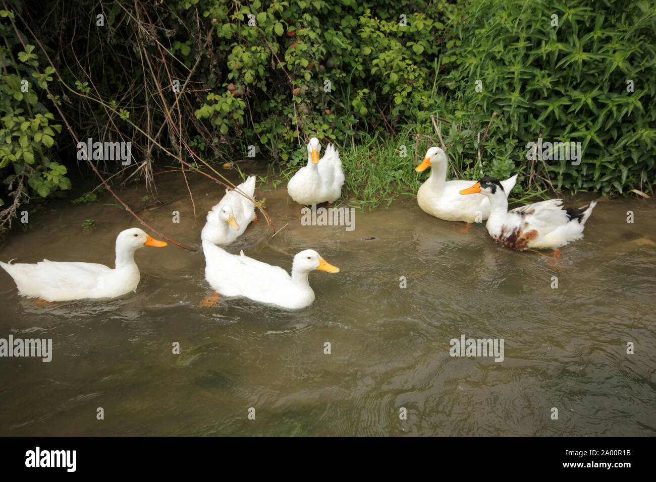White farm ducks feeding on hi-res stock photography and images - Alamy