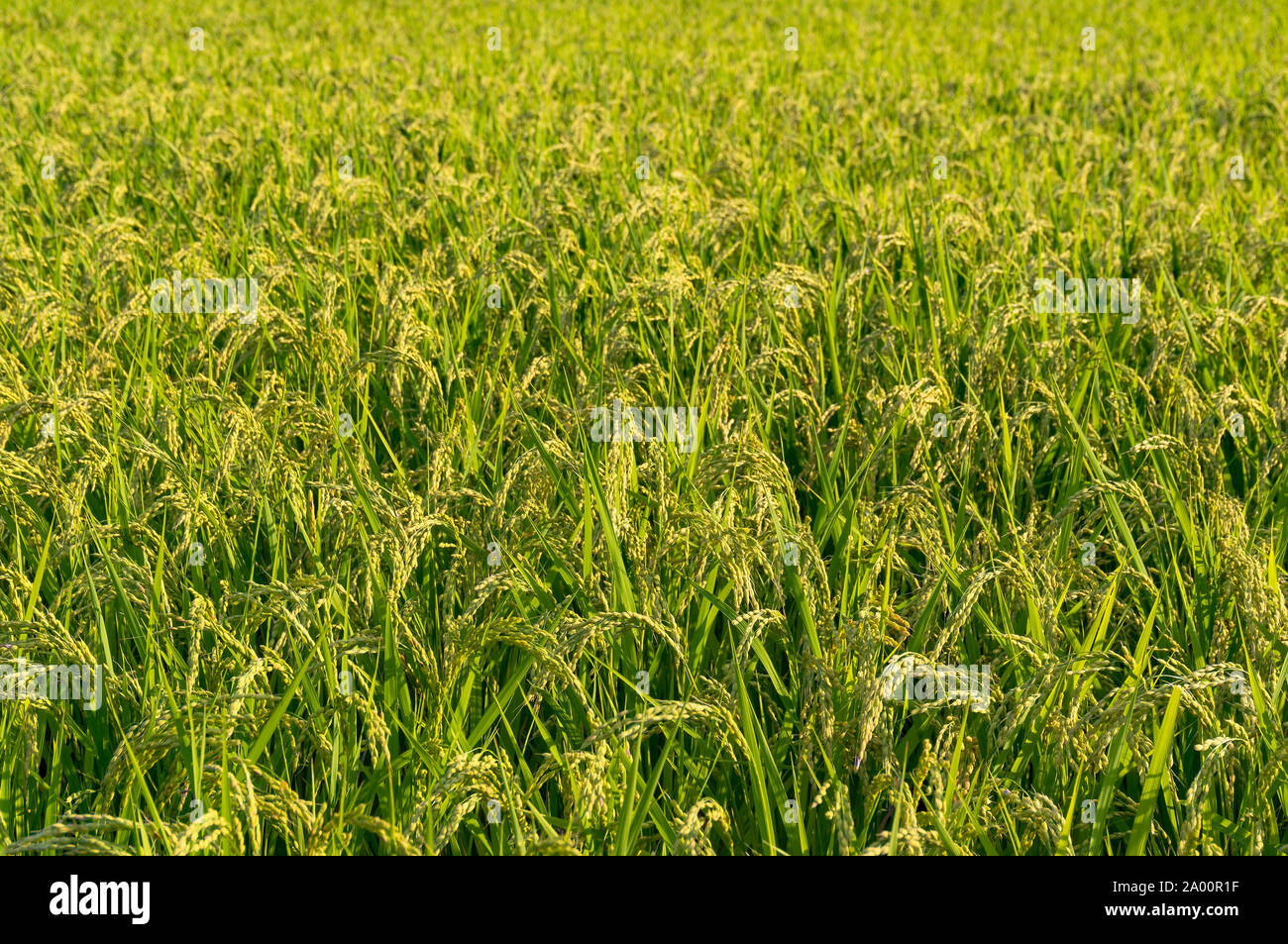 Japanese rice field hi-res stock photography and images - Alamy