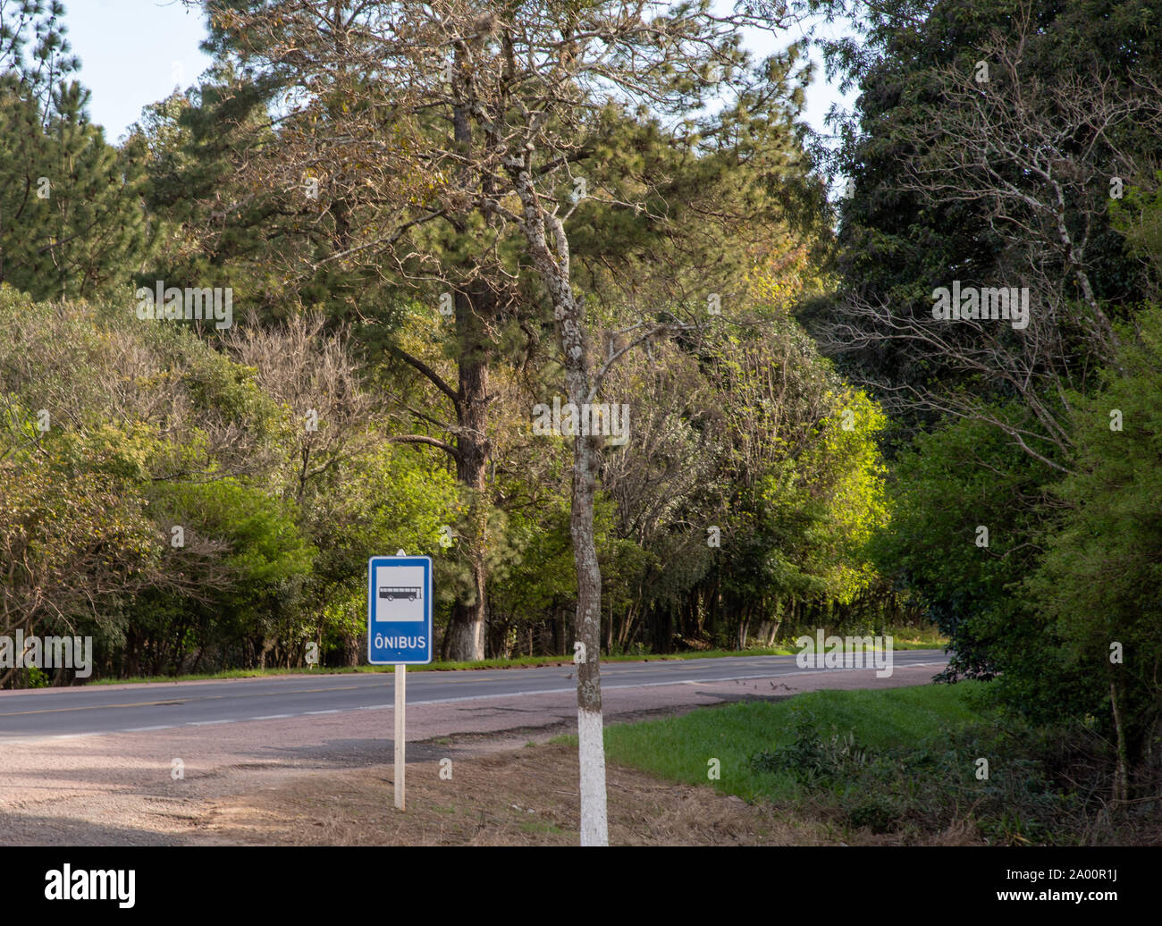 A bus stop next to federal highway. Next to it is a grove of native and ...