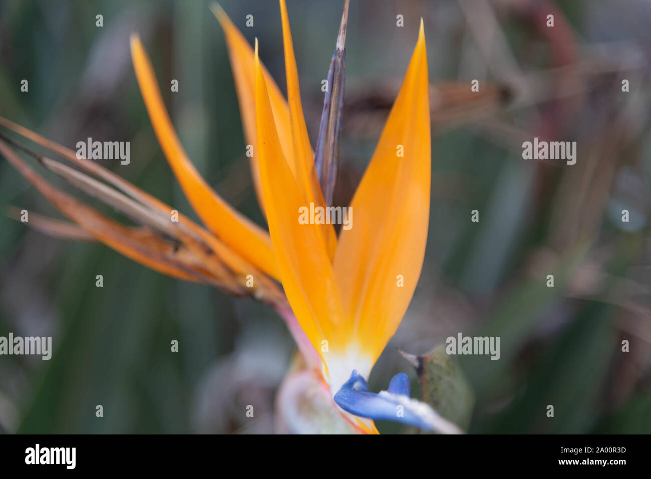 Canna Indica flowers. Ornamental herbaceous, native to South America ...