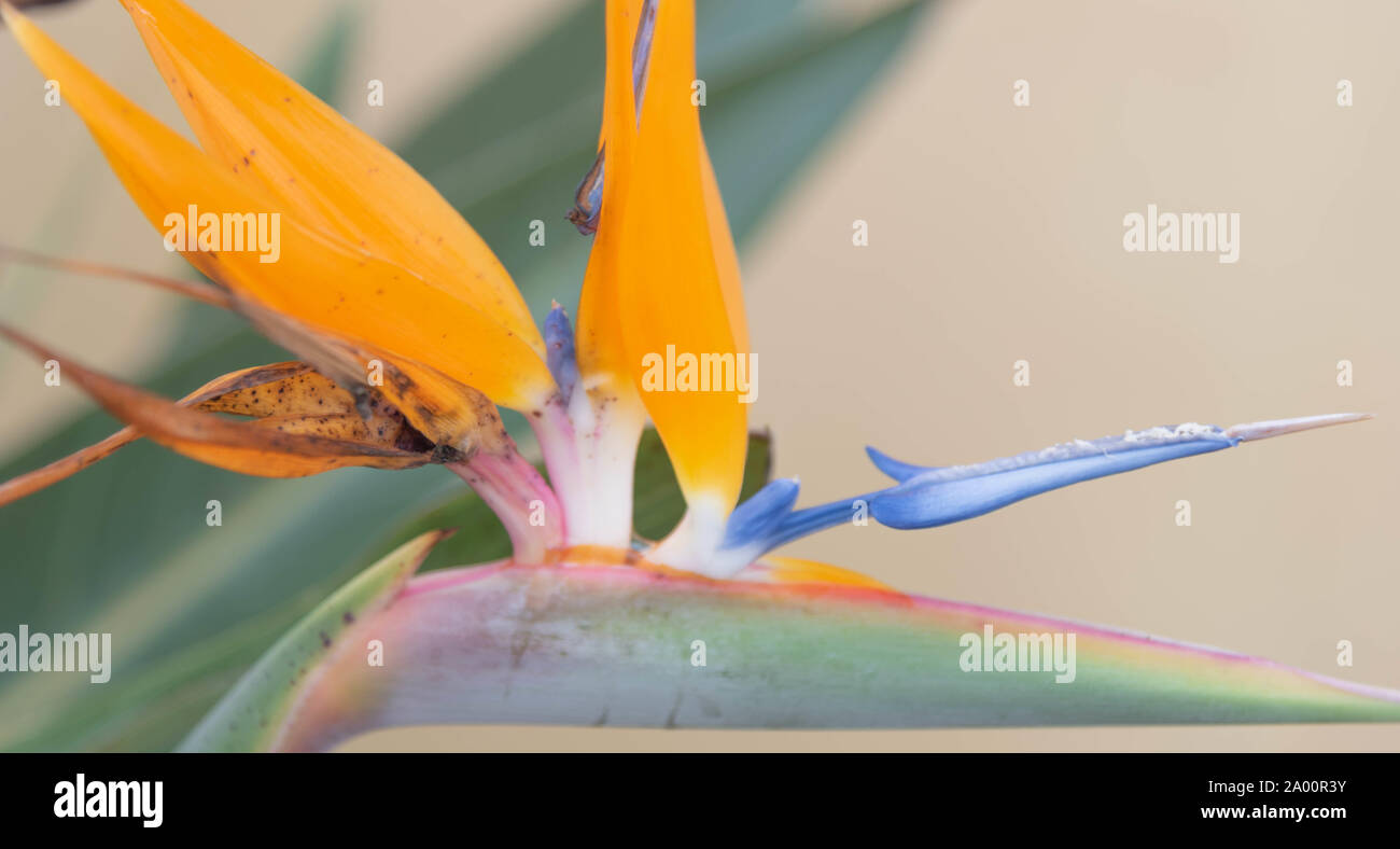 Canna Indica flowers. Ornamental herbaceous, native to South America ...