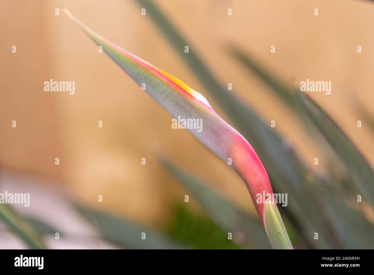 Canna Indica flowers. Ornamental herbaceous, native to South America ...