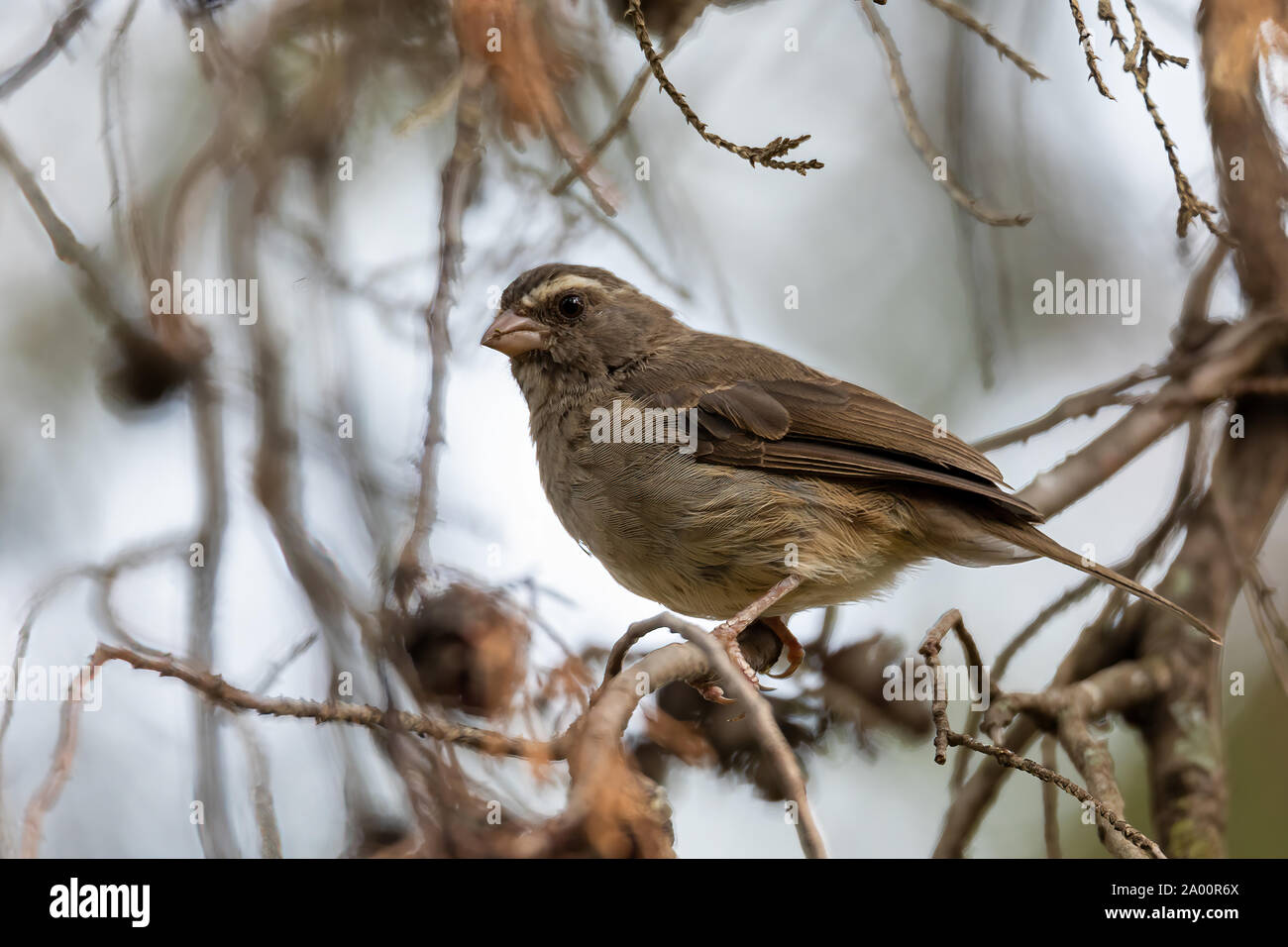 small bird brown-rumped seedeater (Crithagra tristriatus), bird species ...