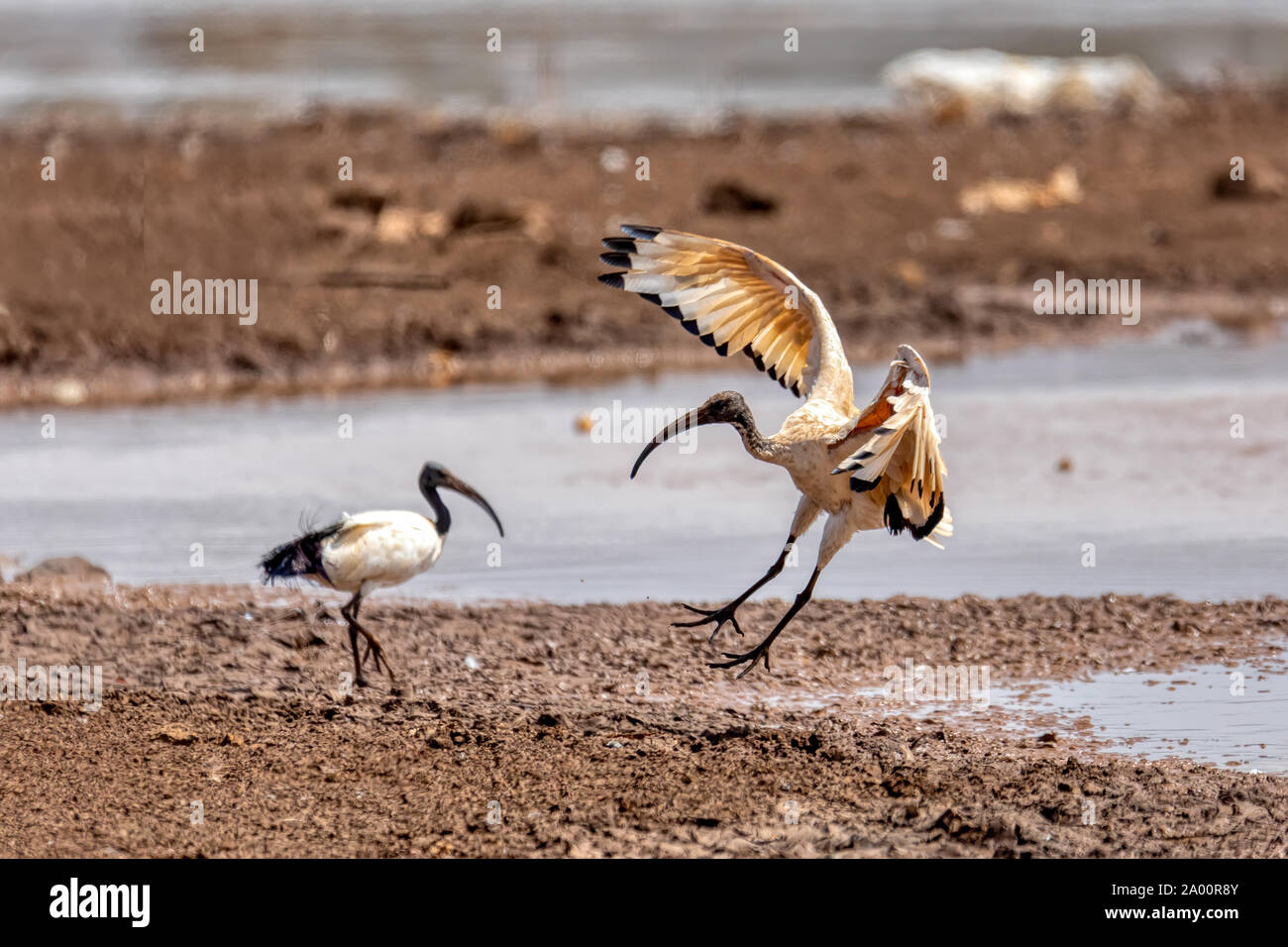 The African Sacred Ibis on pond. Threskiornis aethiopicus. Common bird ...