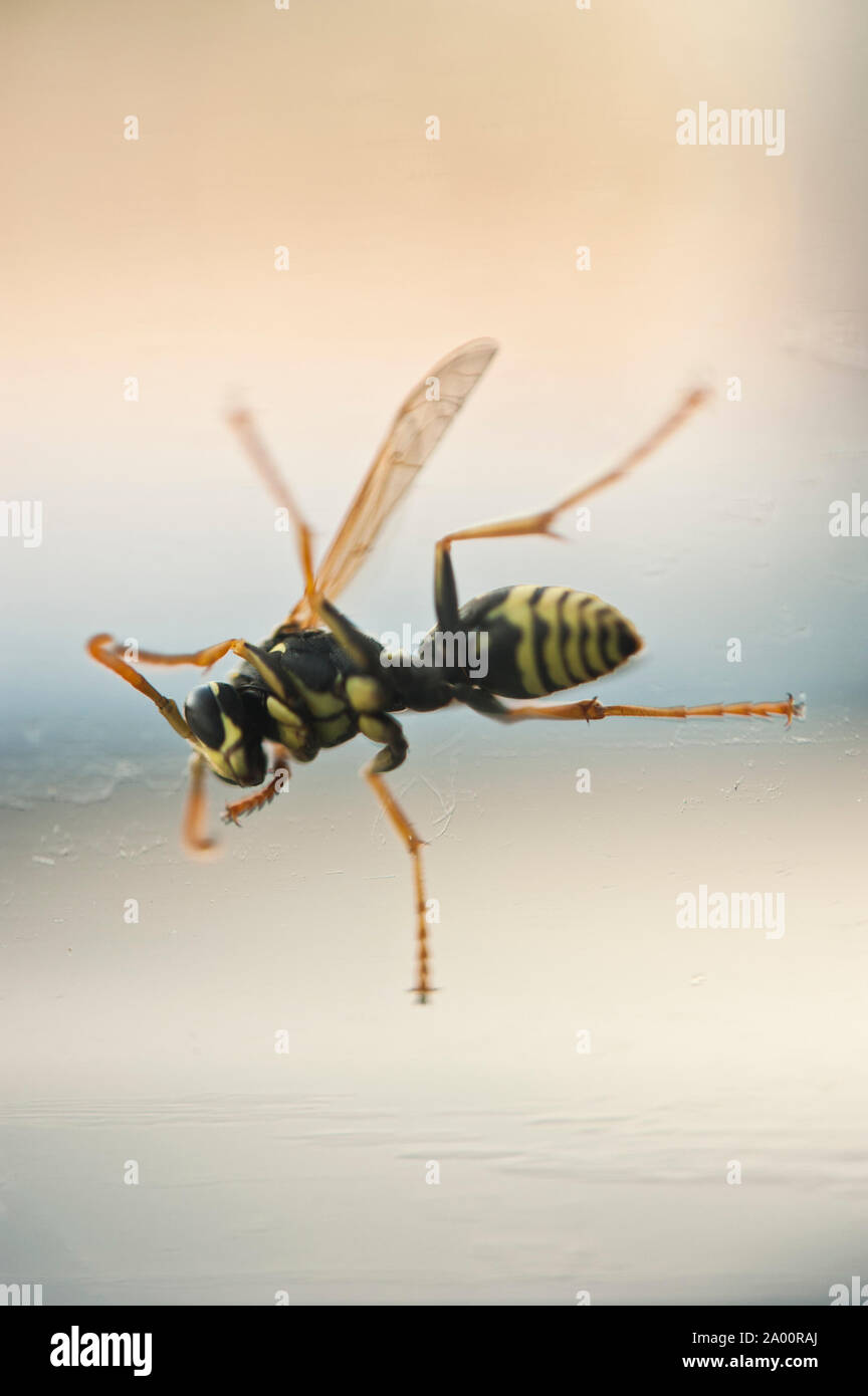 Wasp window hi-res stock photography and images - Alamy