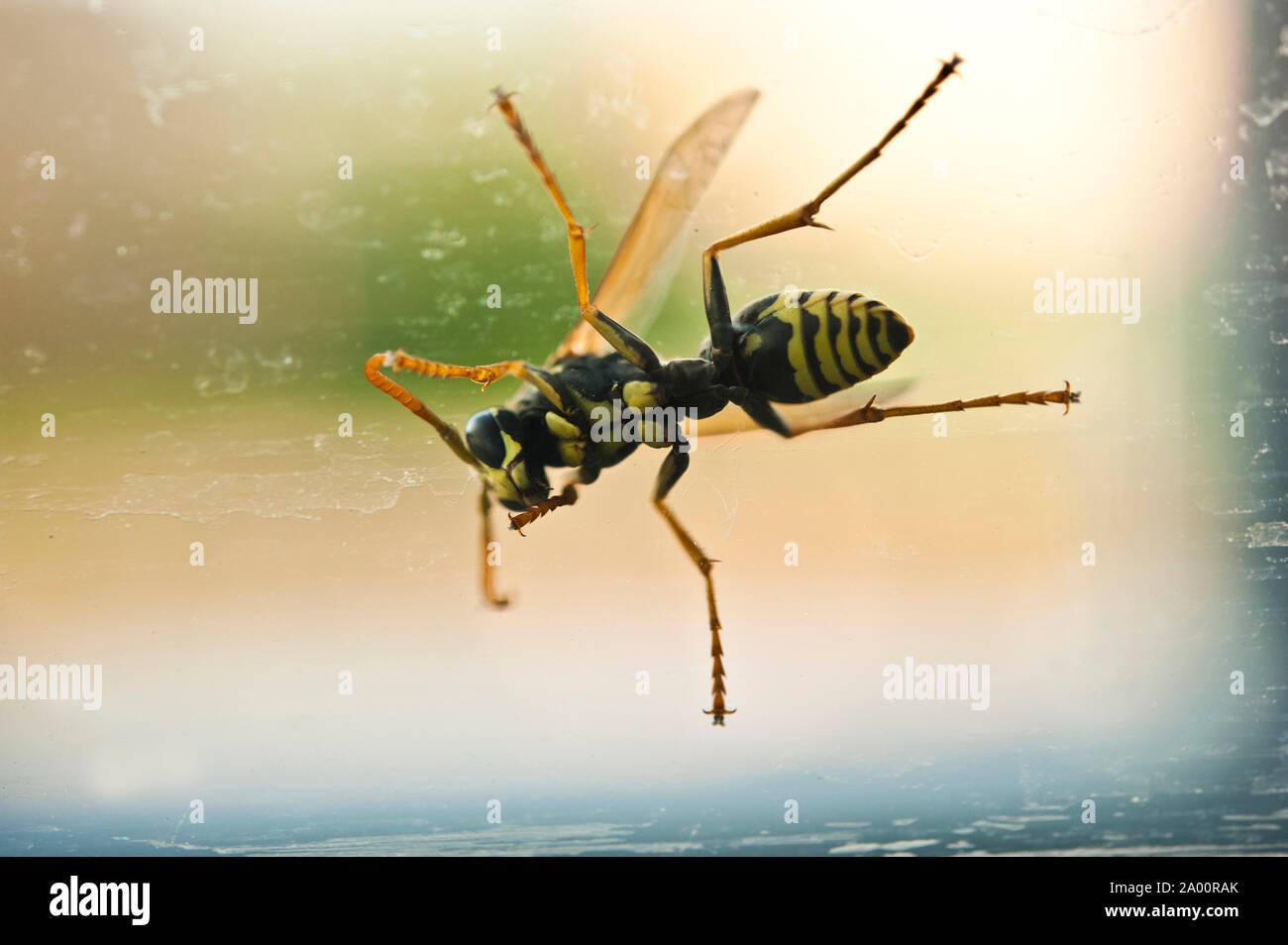 Side view of insect hi-res stock photography and images - Alamy