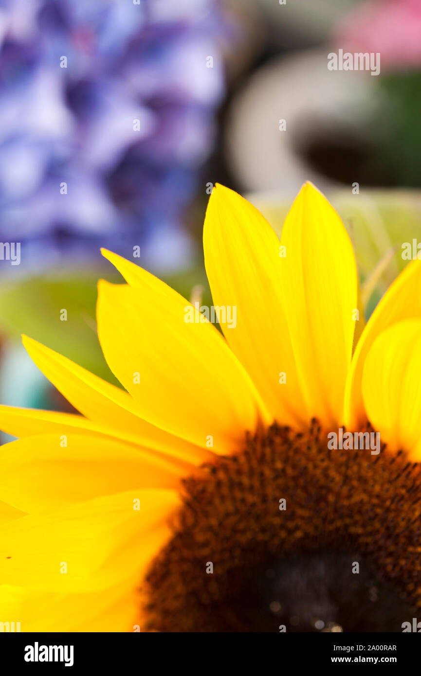 sunflower or Heliantus annuus flower Stock Photo - Alamy