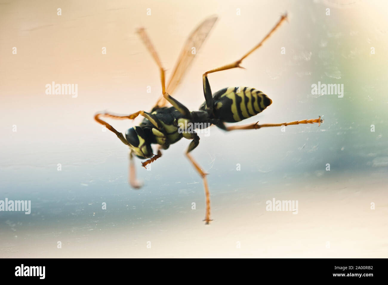 wasp on a window, view of the under side Stock Photo - Alamy