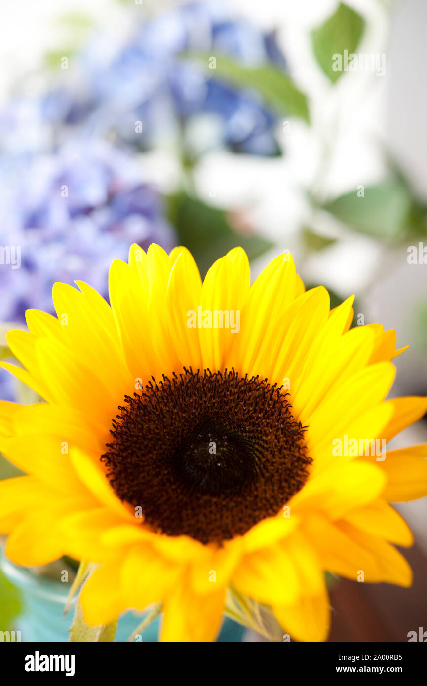 Heliantus hi-res stock photography and images - Alamy