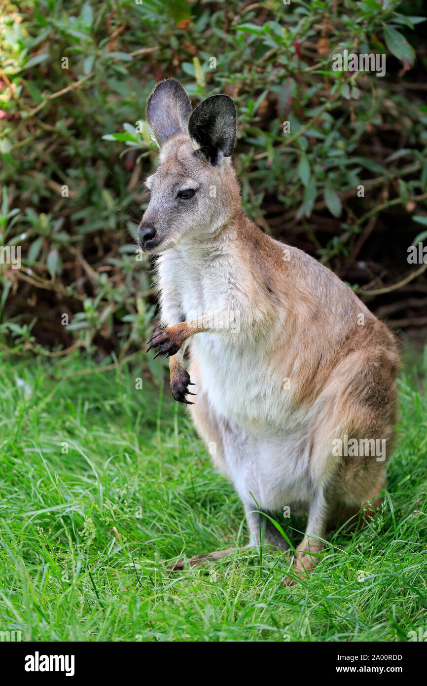Eastern wallaroo, adult, Phillip Island, Gippsland, Victoria, Australia ...