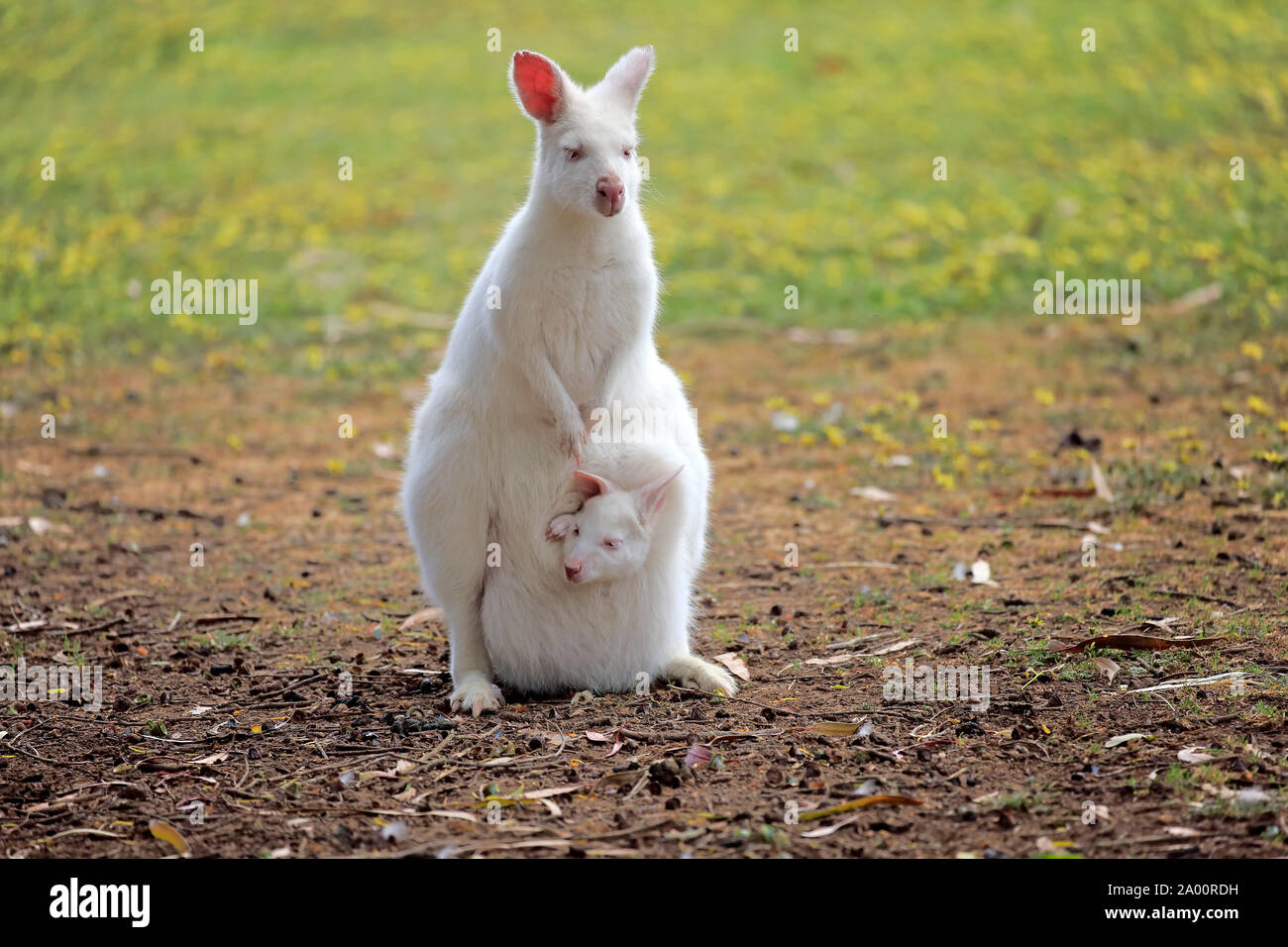 Albino animal hi-res stock photography and images - Alamy