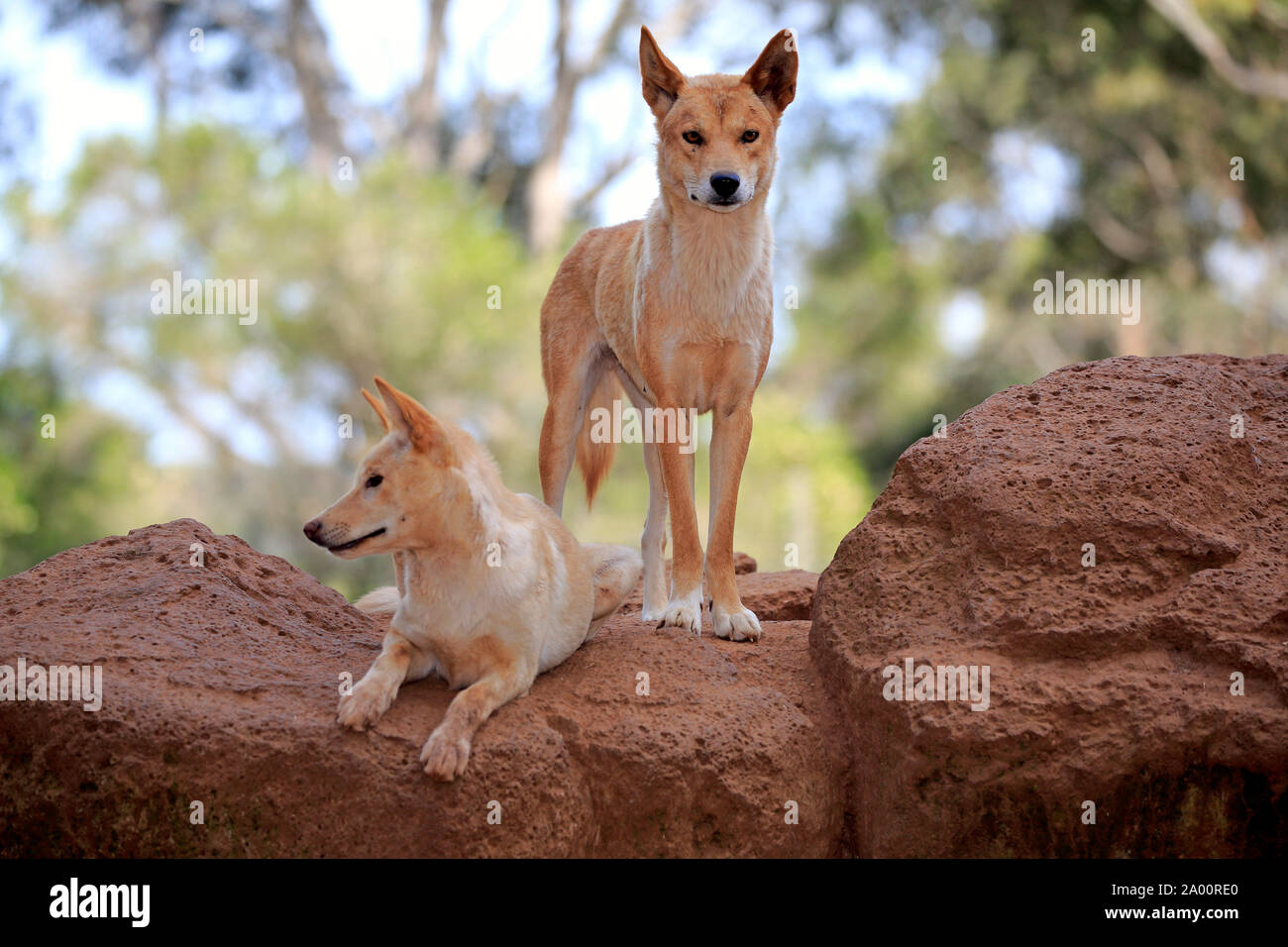 Dingos High Resolution Stock Photography and Images - Alamy