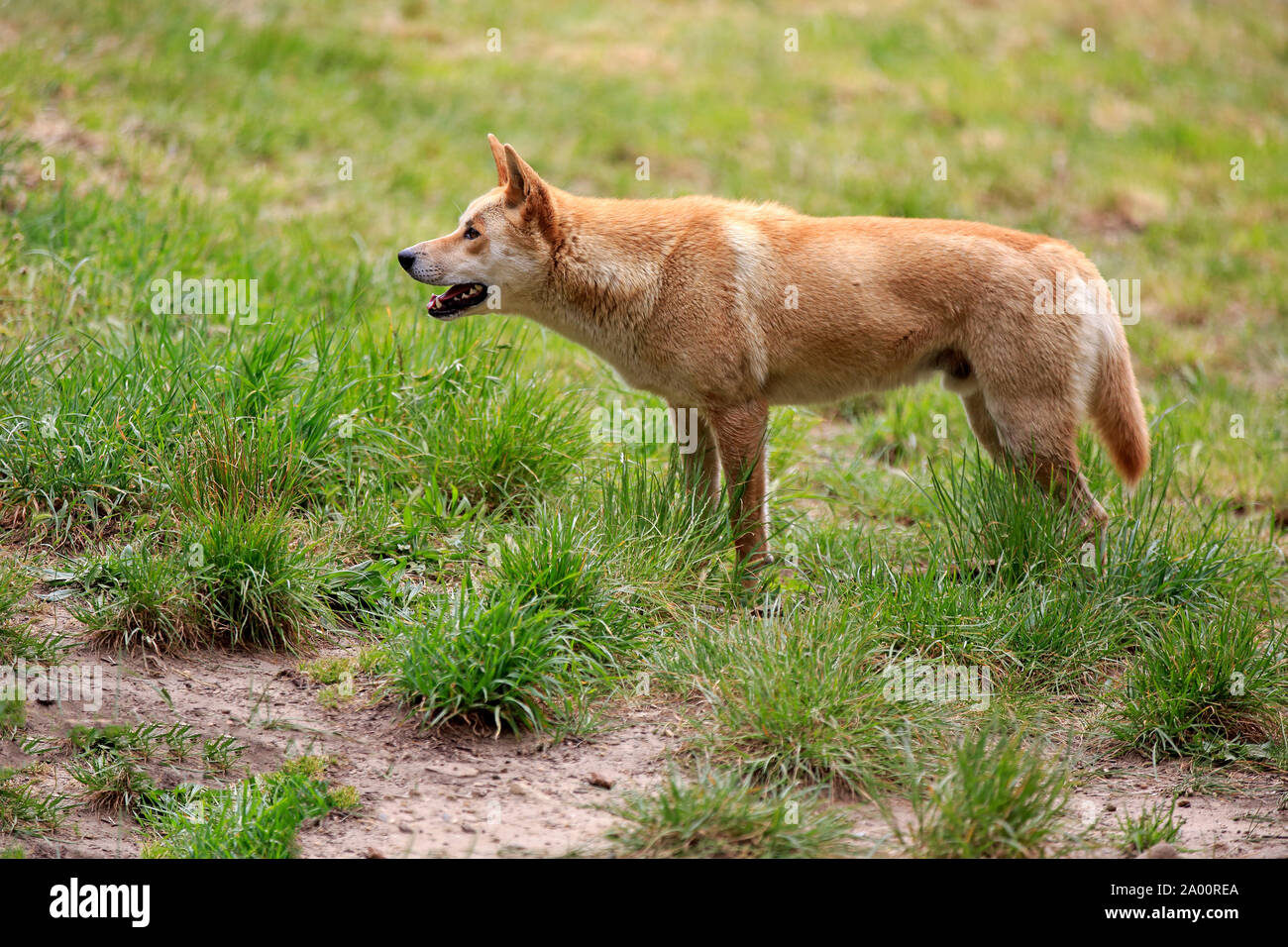 Adult male dingo canis lupus dingo hi-res stock photography and images ...